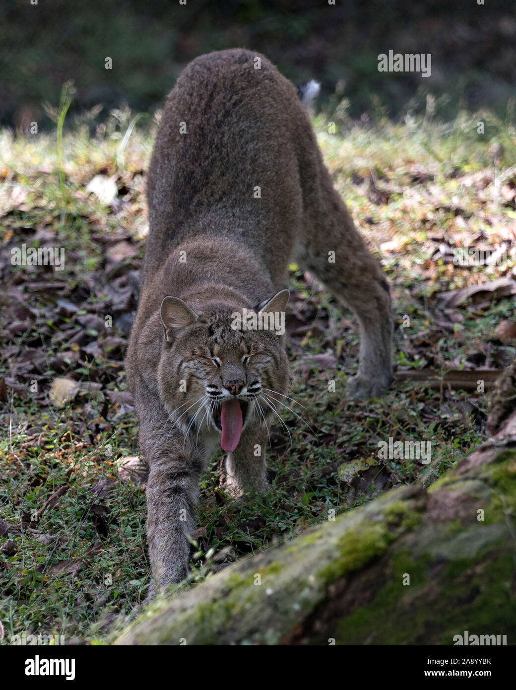 Bobcat close up stretching its body with its eyes closed and tongue ...