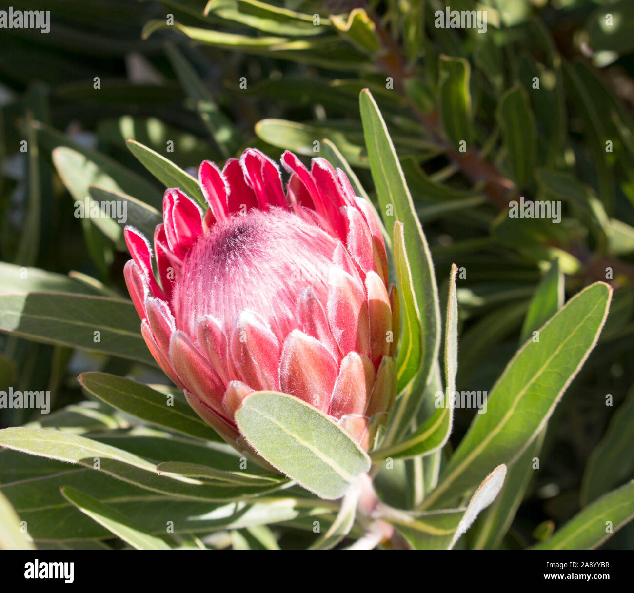 Stunning pale pink long lasting decorative flowers of Protea species ...