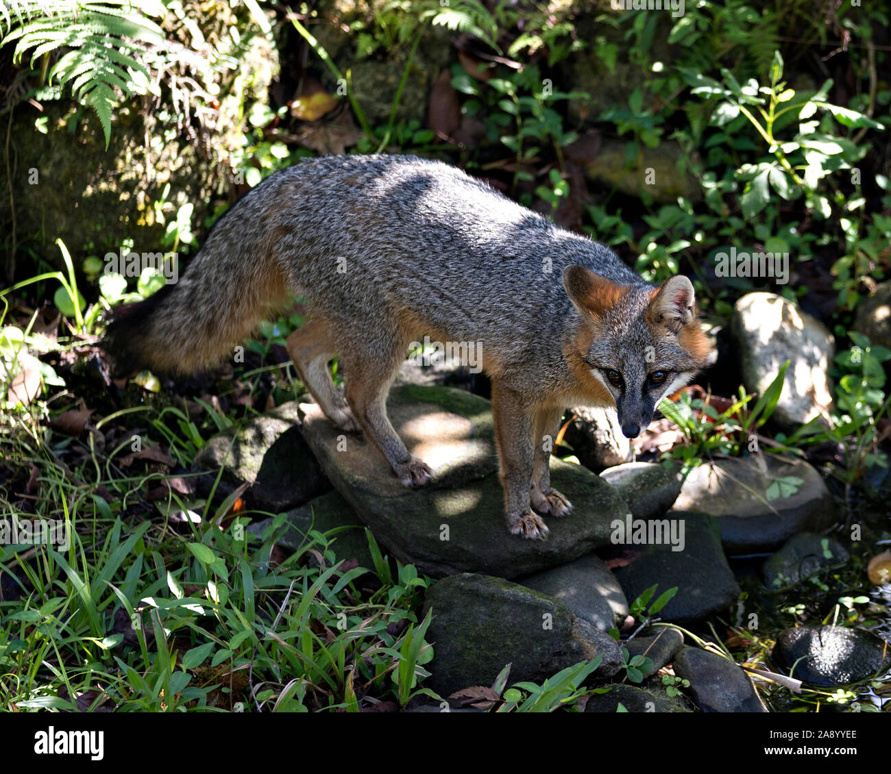 Grey fox animal stock photos hi-res stock photography and images - Alamy