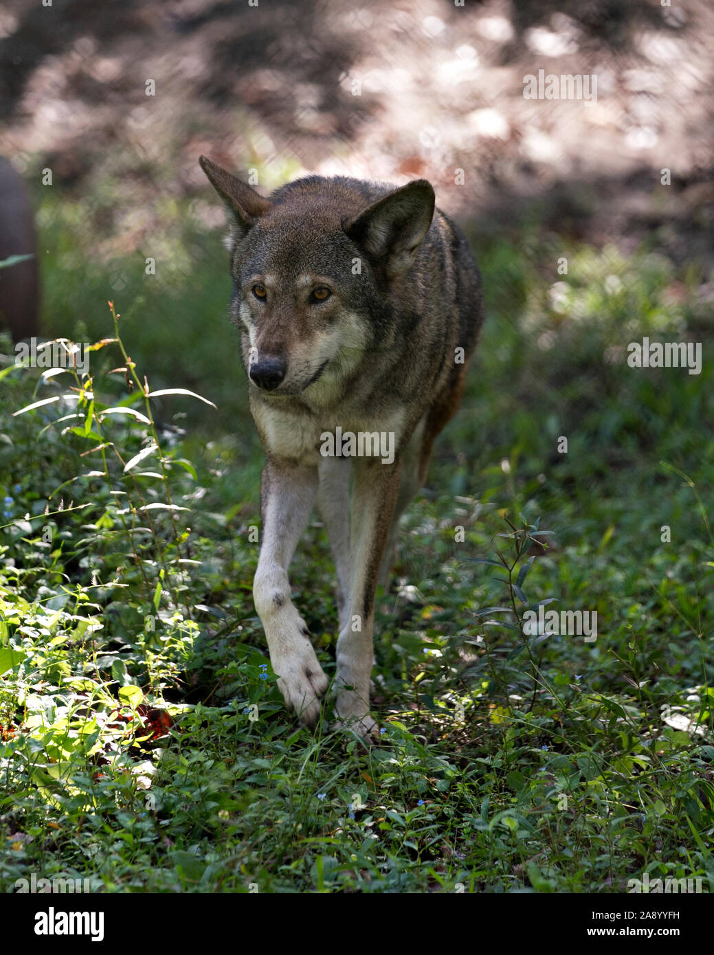 Wolf walking in the field with a close up view of its body, head, ears ...