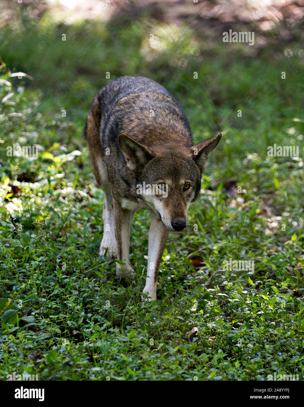 Wolf nose hi-res stock photography and images - Alamy