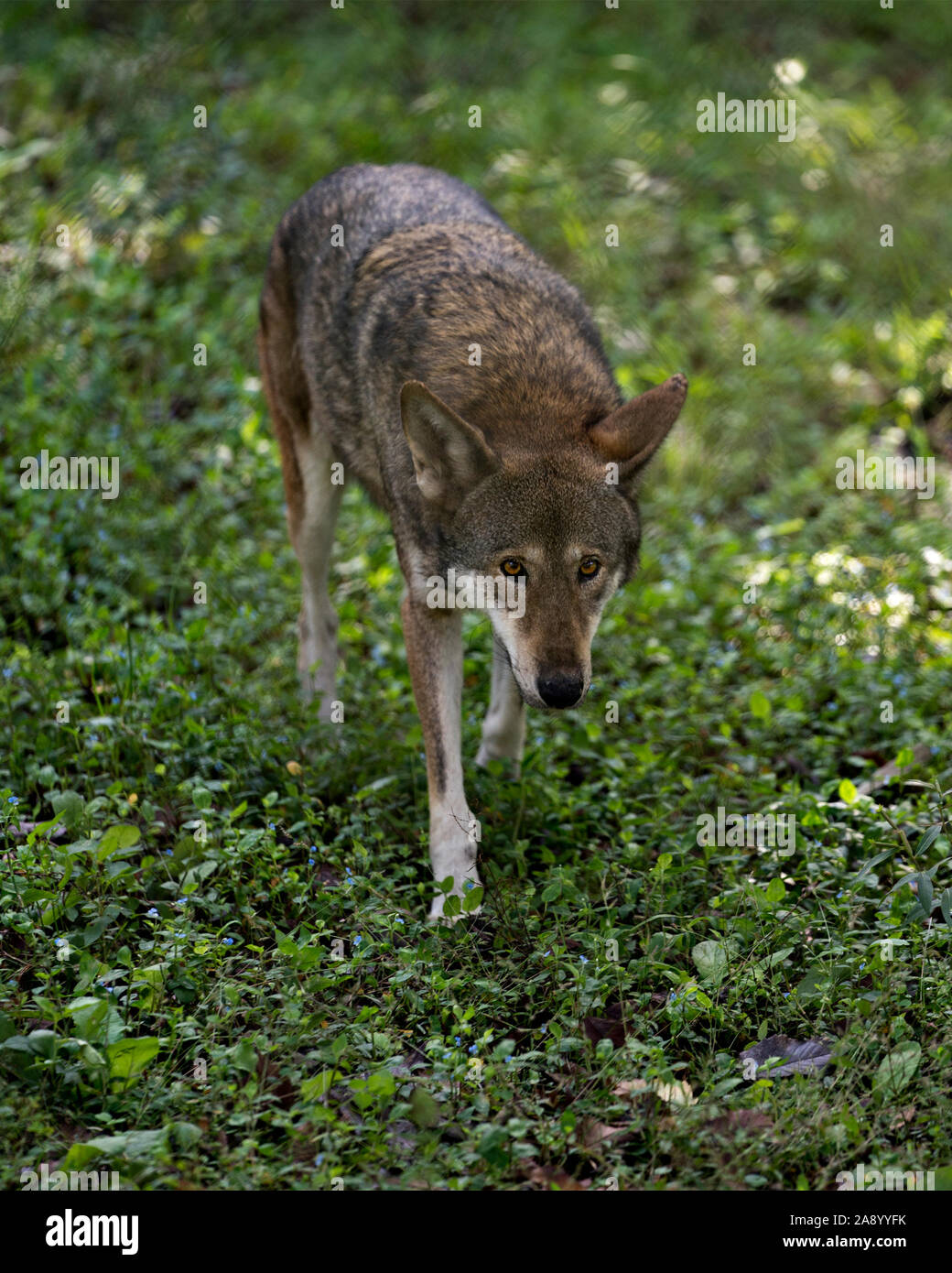 Wolf nose hi-res stock photography and images - Alamy
