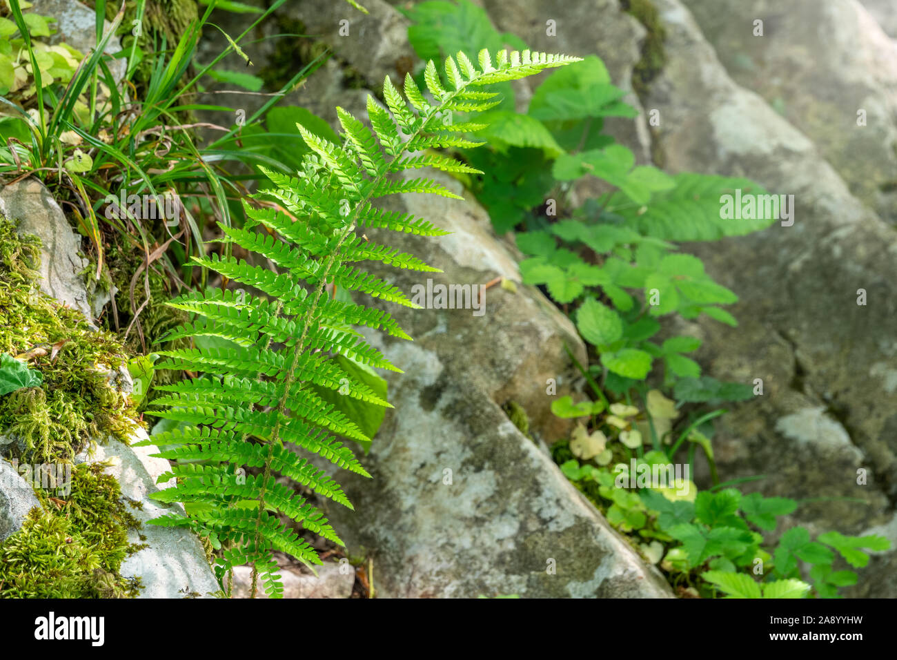 Common polypody fern Polypodium vulgare grows among stones and moss ...