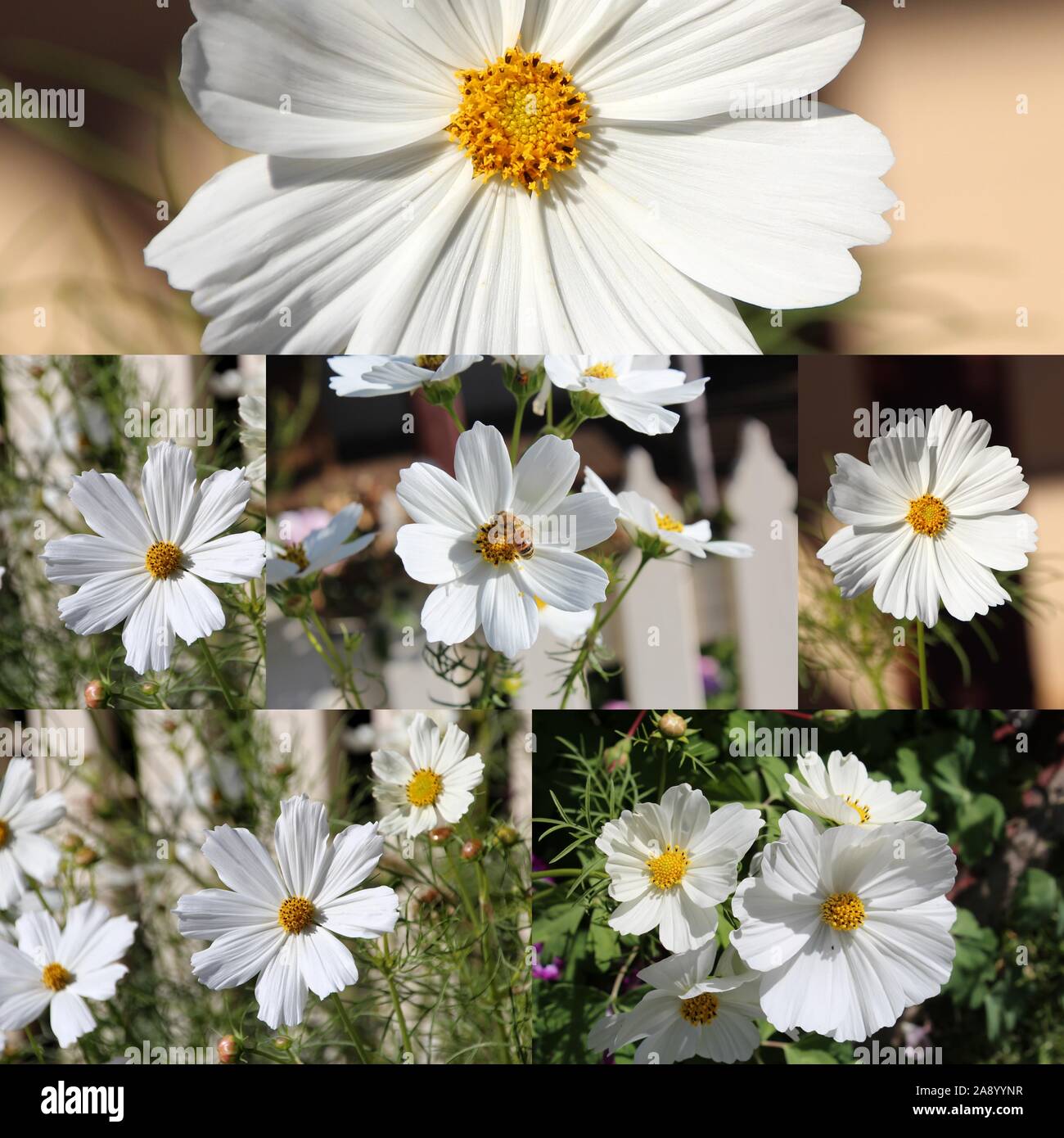 Simply lovely collage of the dainty white and pink flowers of fringed ...