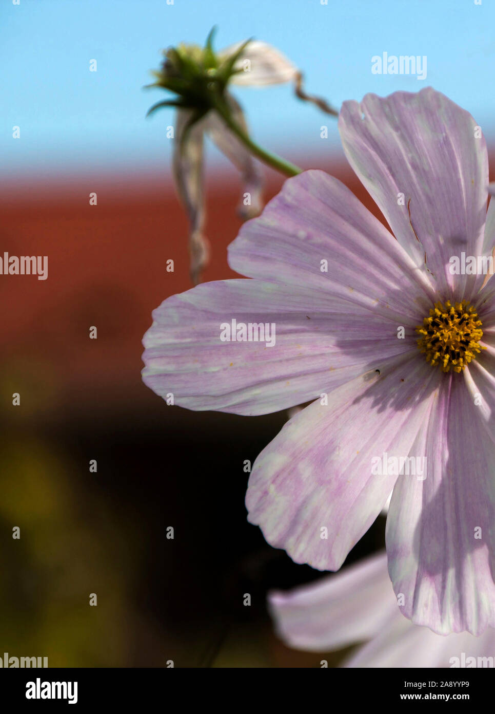 White fringed shades hi-res stock photography and images - Alamy