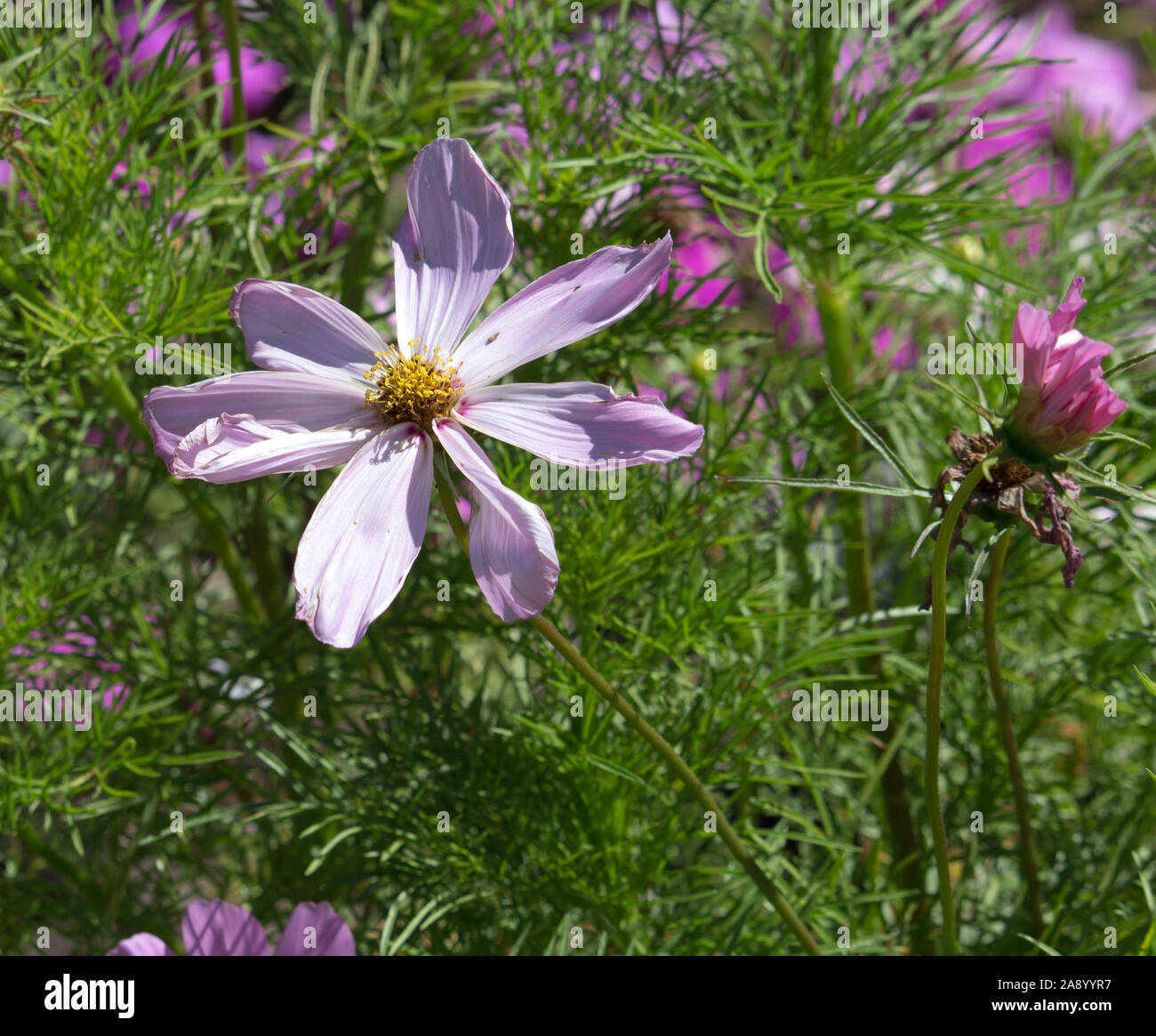 Dainty soft pink fringed flowers of single cosmos genus asteraceae ...