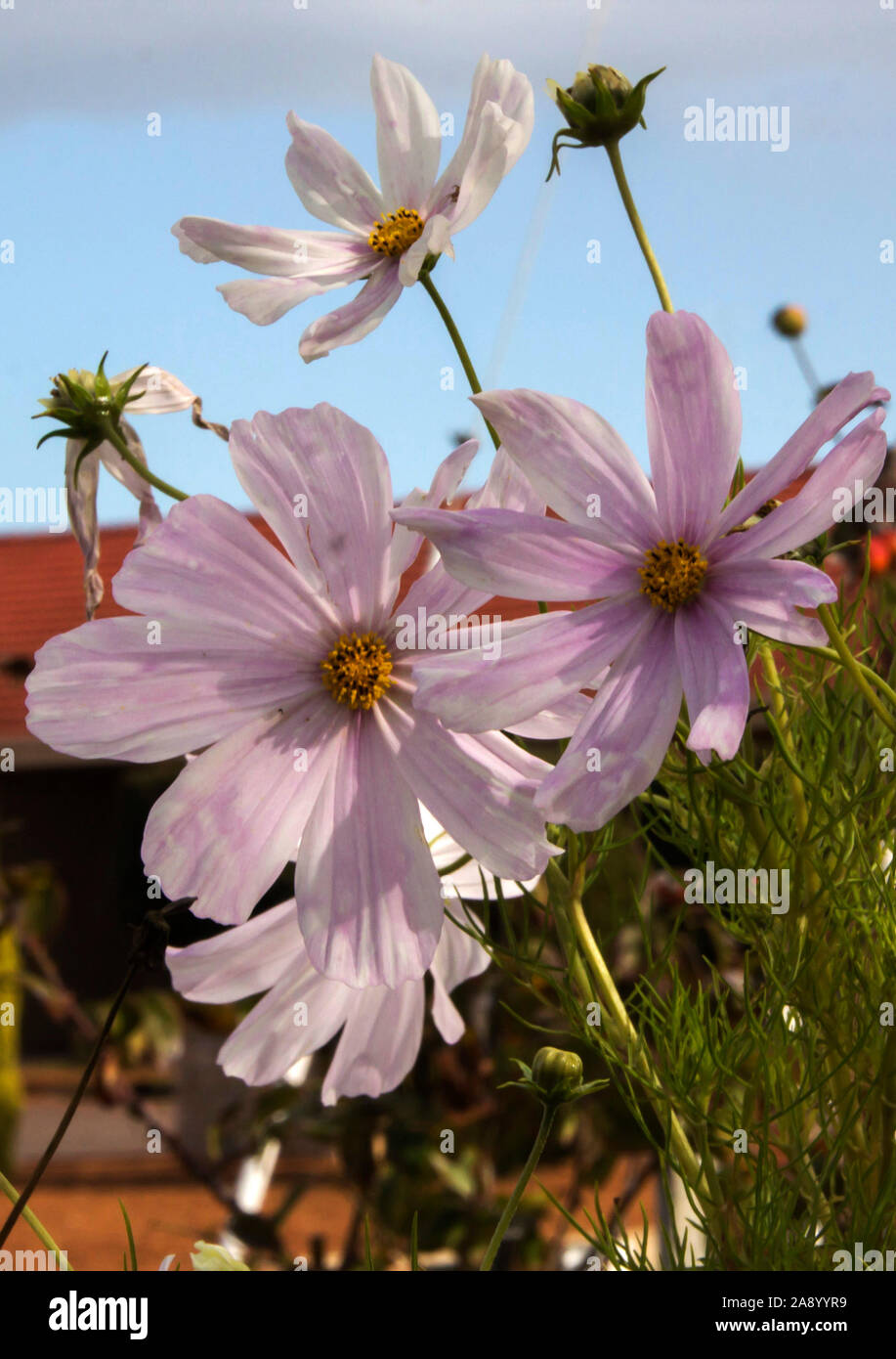 White fringed shades hi-res stock photography and images - Alamy