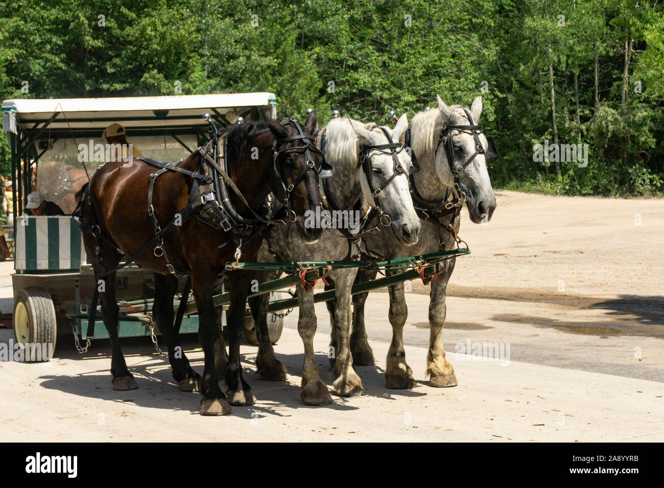 Mackinac Island, Michigan, horse drawn carriage ride Stock Photo - Alamy