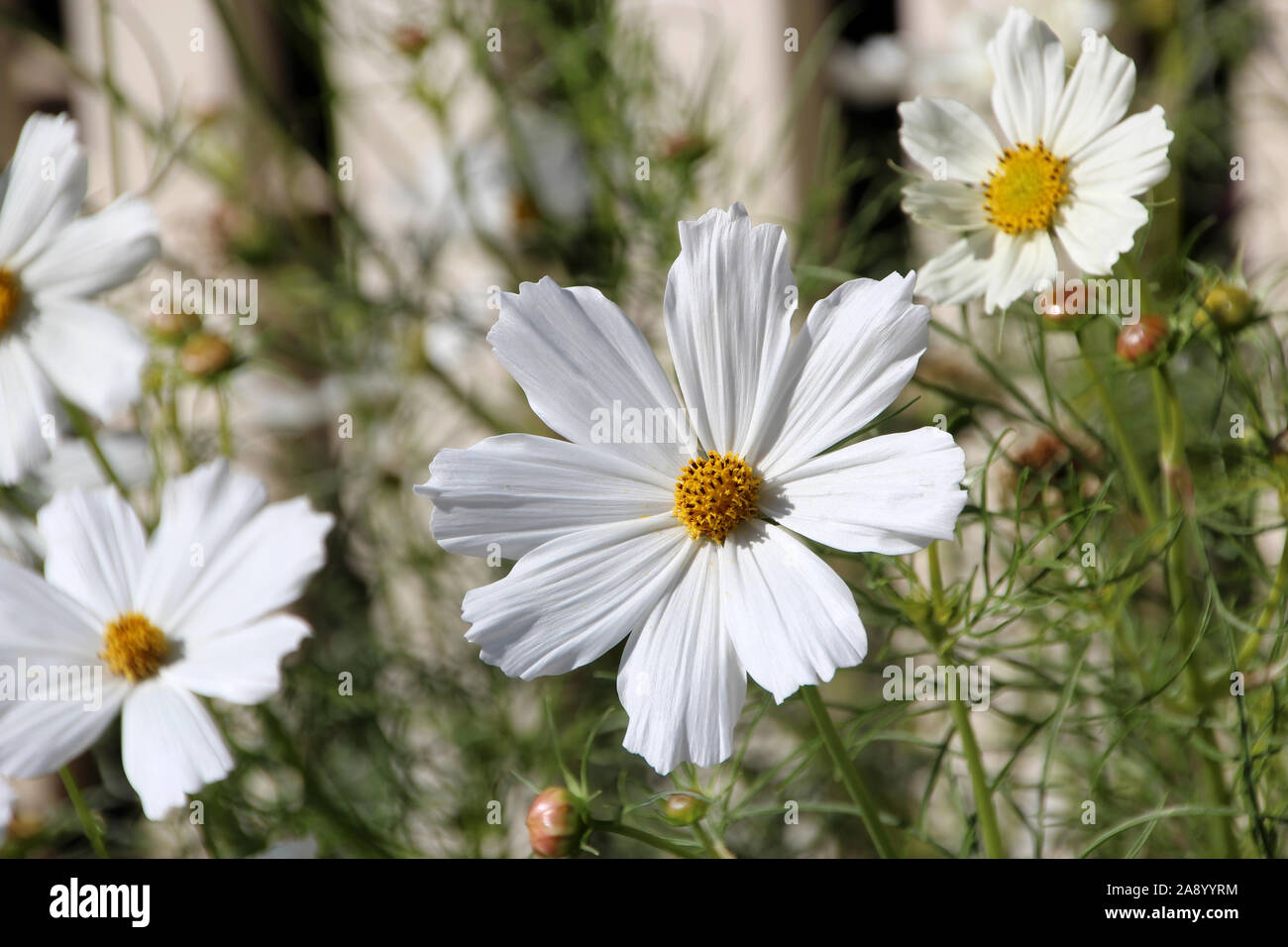 Simply lovely collage of the dainty white flowers of fringed single ...