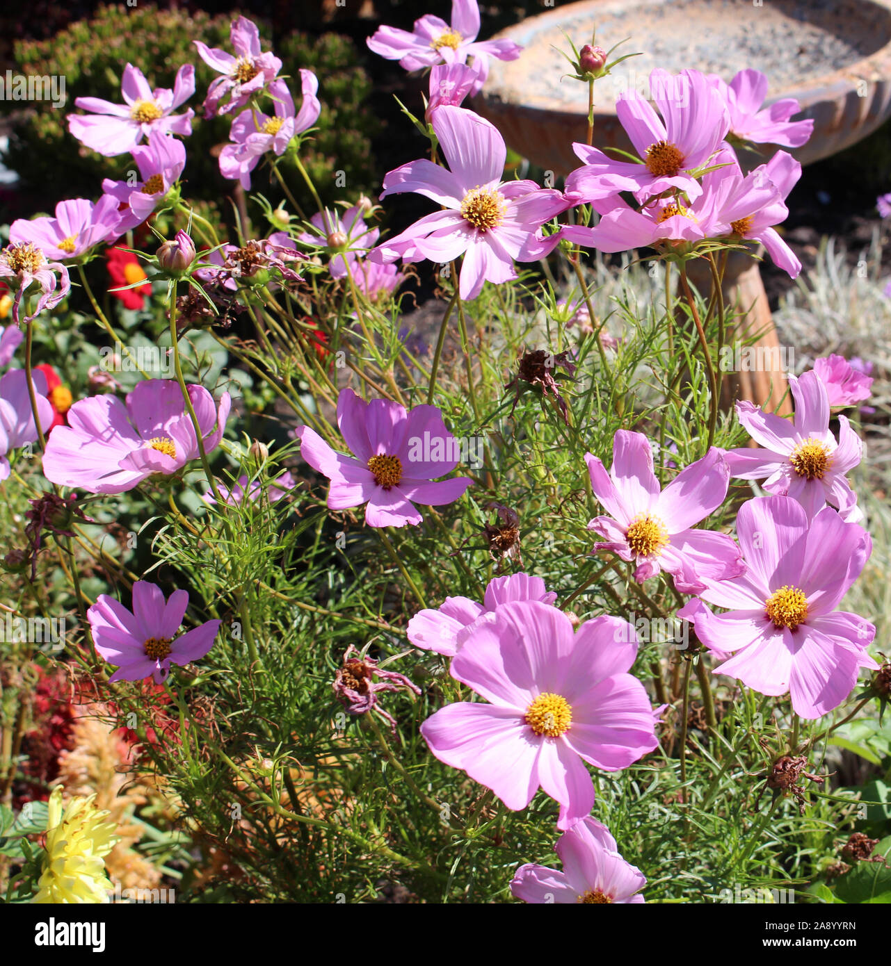 Dainty soft pink fringed flowers of single cosmos genus asteraceae ...