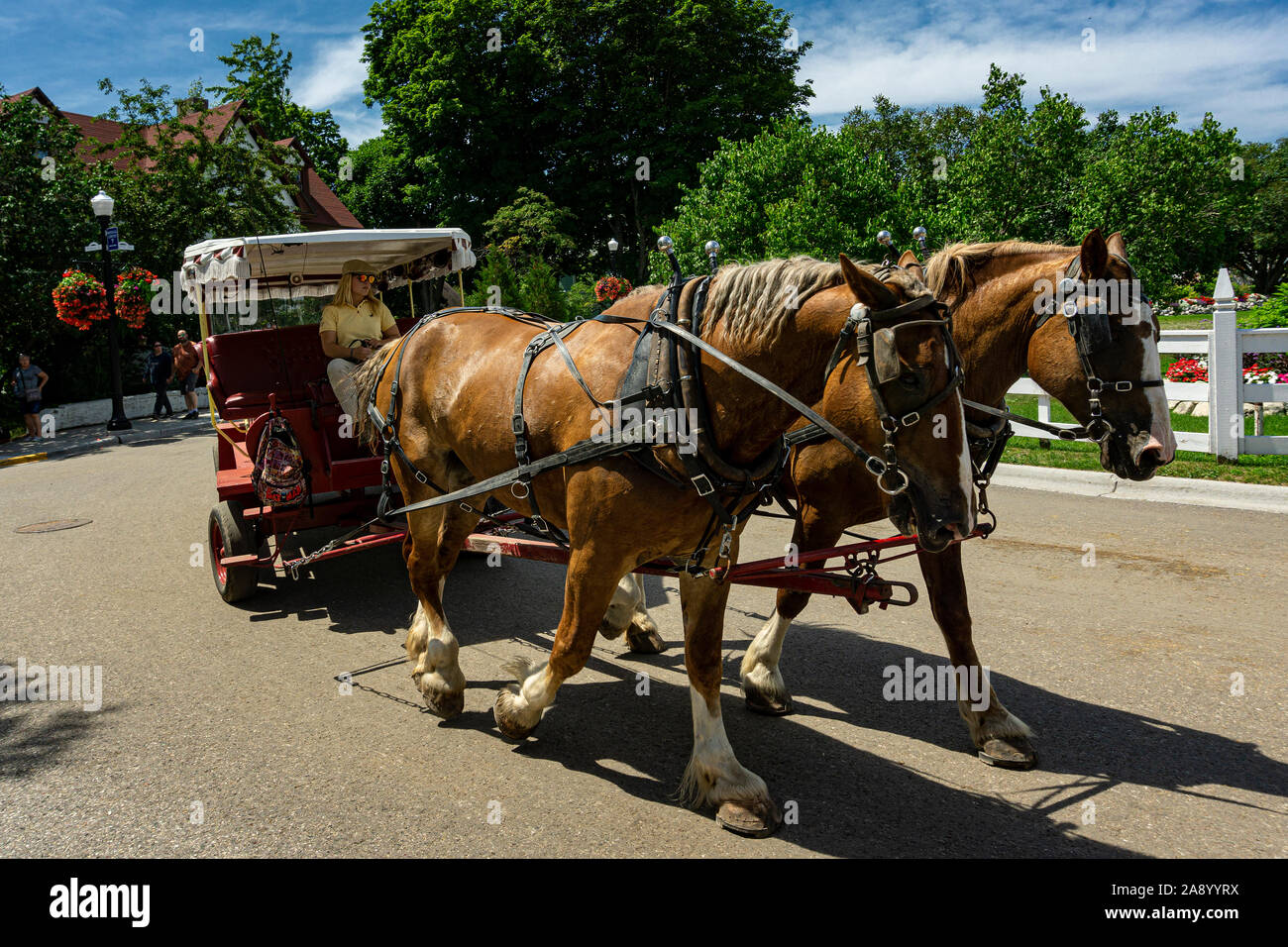 Mackinac Island, Michigan, horse drawn carriage ride Stock Photo - Alamy