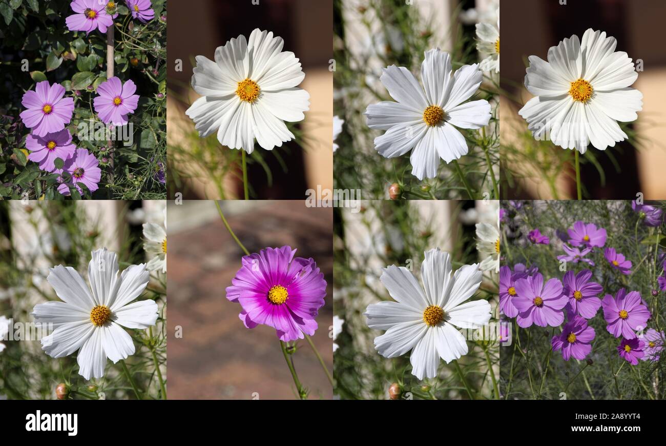 Simply lovely collage of the dainty white and pink flowers of fringed ...
