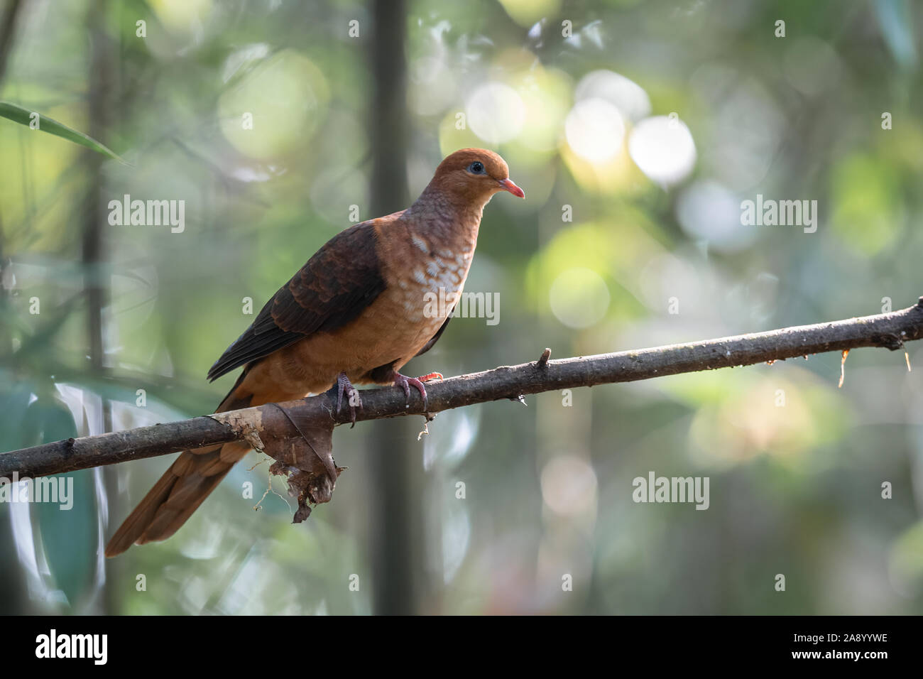 Little cuckoo dove hi-res stock photography and images - Alamy