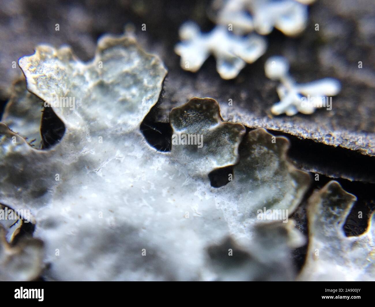Lichen close-up background with beautiful macro plant leaves Stock ...