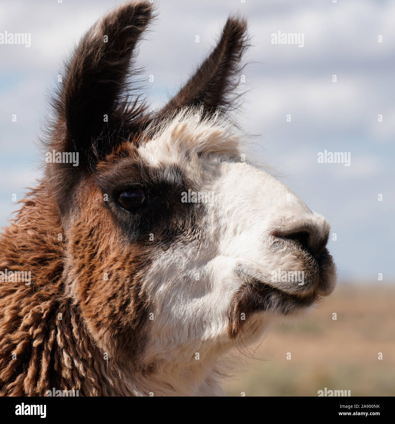 Llama colors hi-res stock photography and images - Alamy