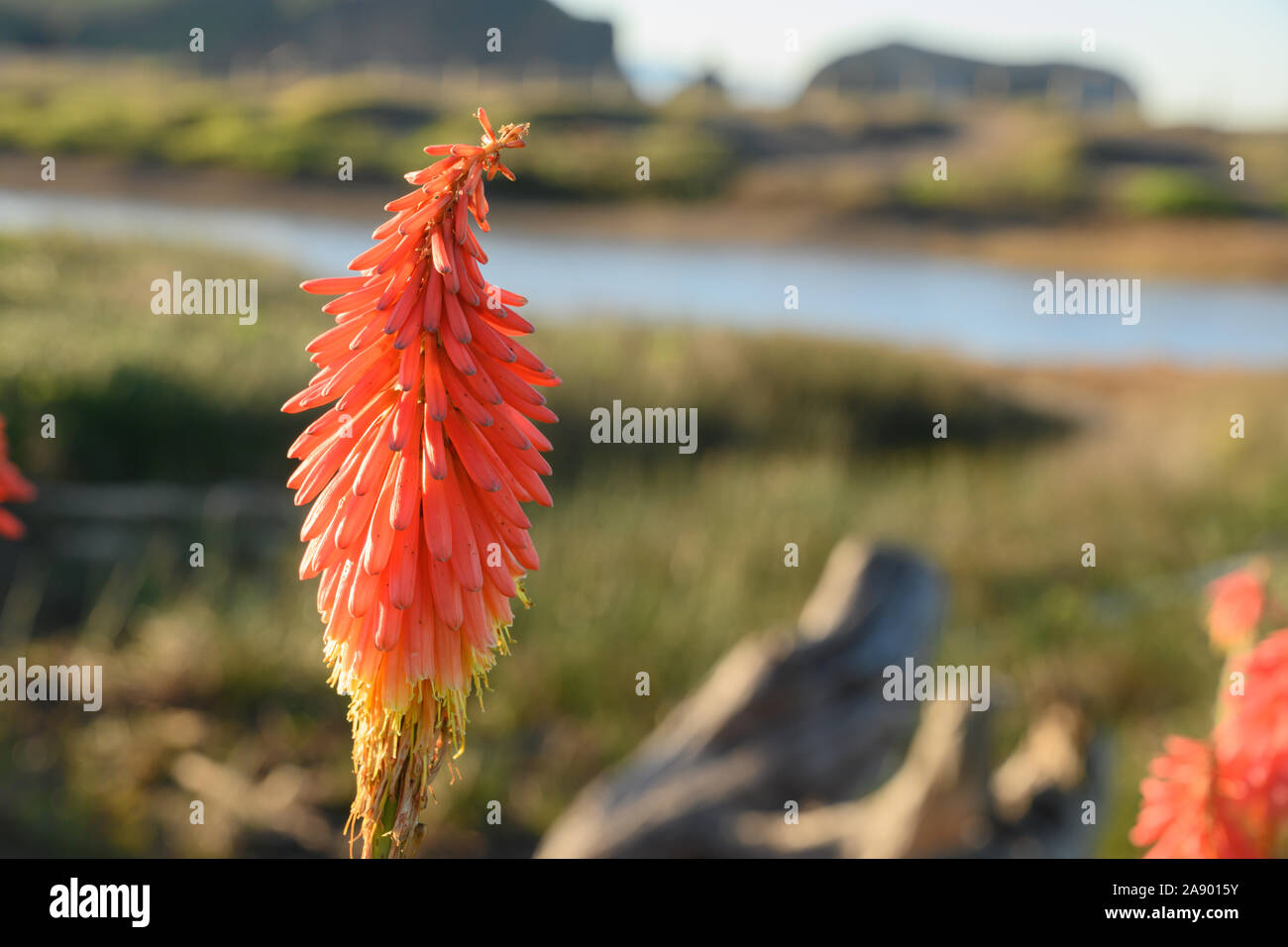 Orange Wild Flowers At Rodeo Beach Stock Photo - Alamy