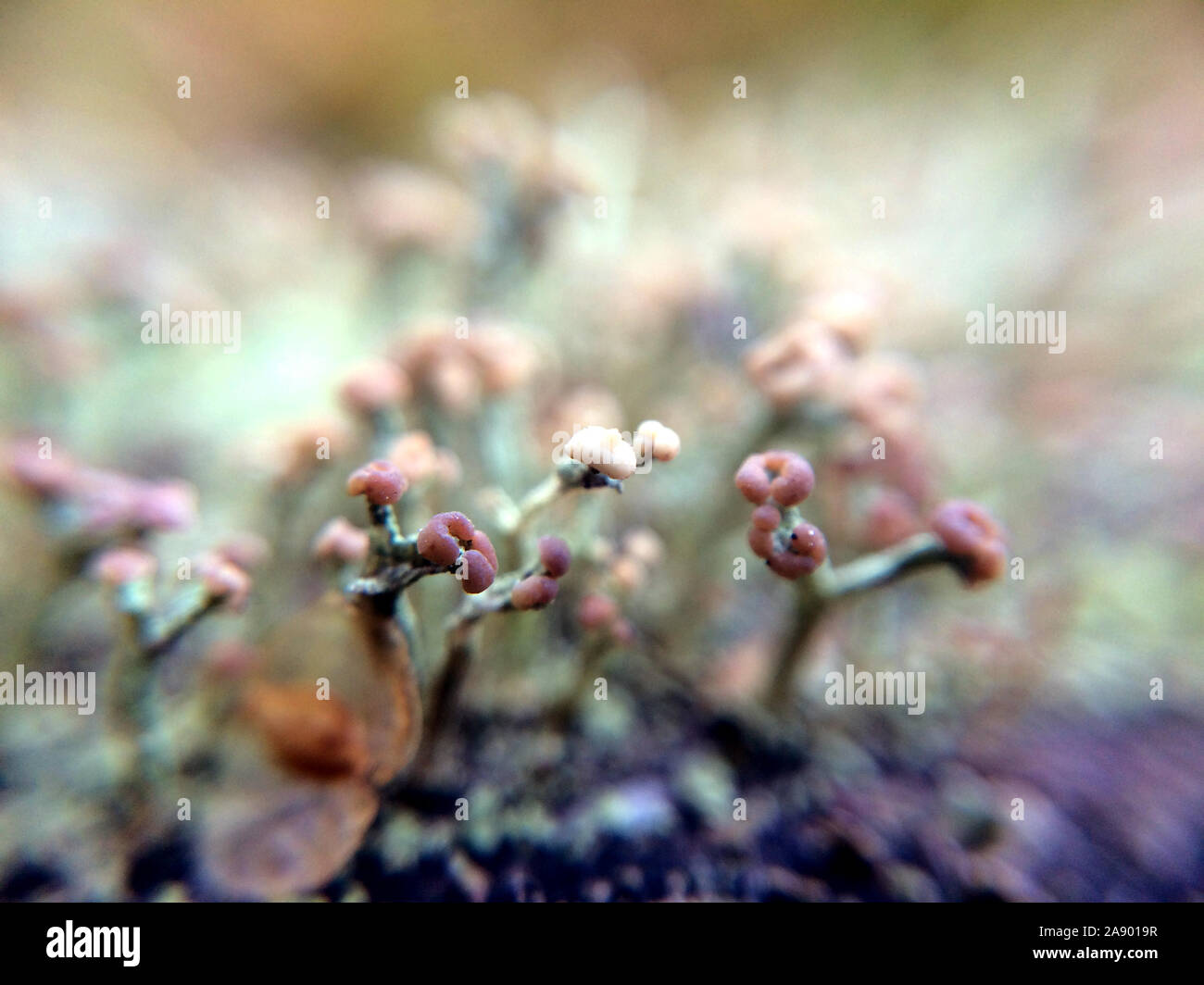 Lichen close-up background with beautiful macro plant leaves Stock ...