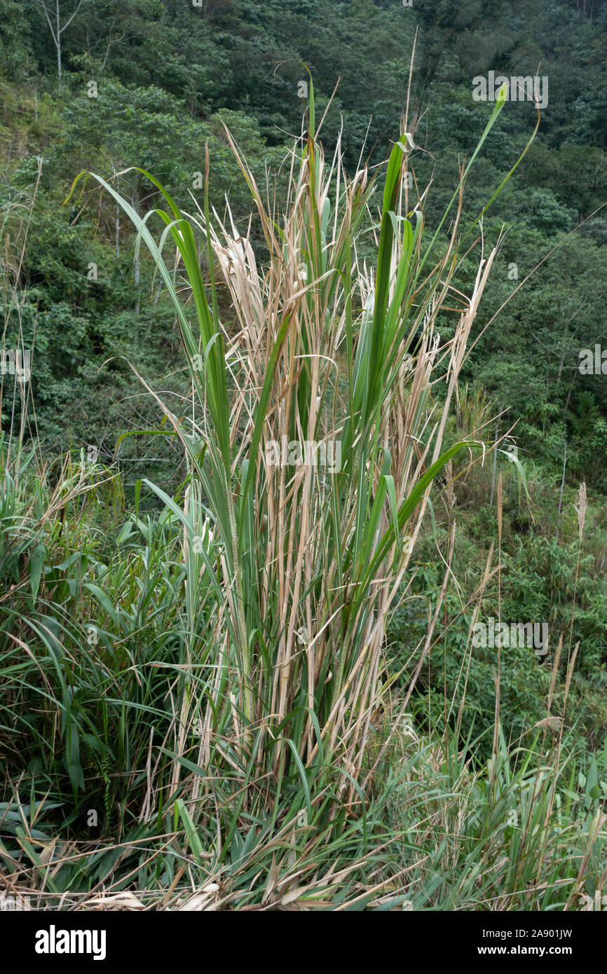 Tall grass in the Vietnamese countryside Stock Photo - Alamy