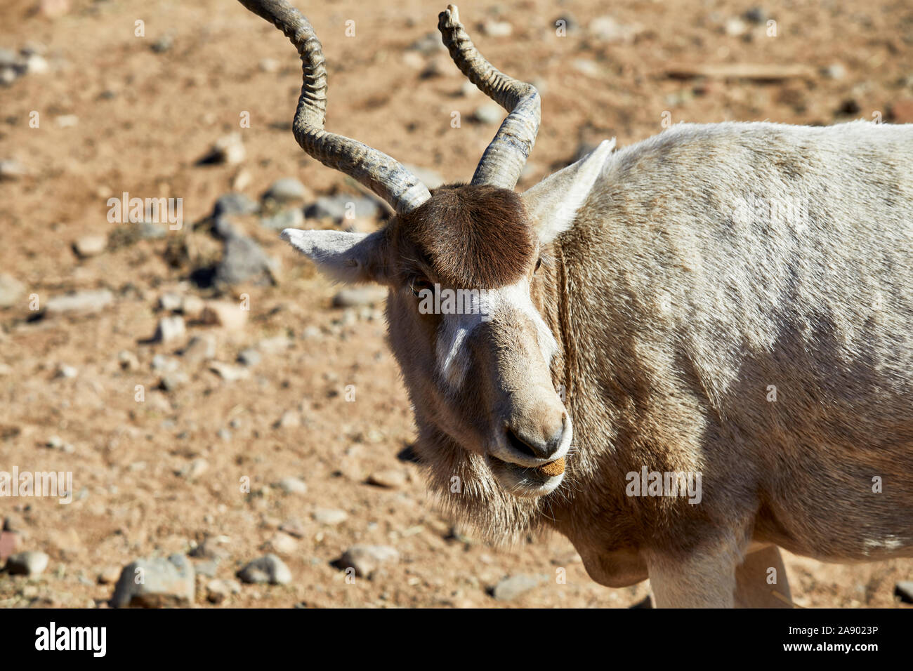 Close up of an Addax Antelope with a broken horn, an endangered species ...