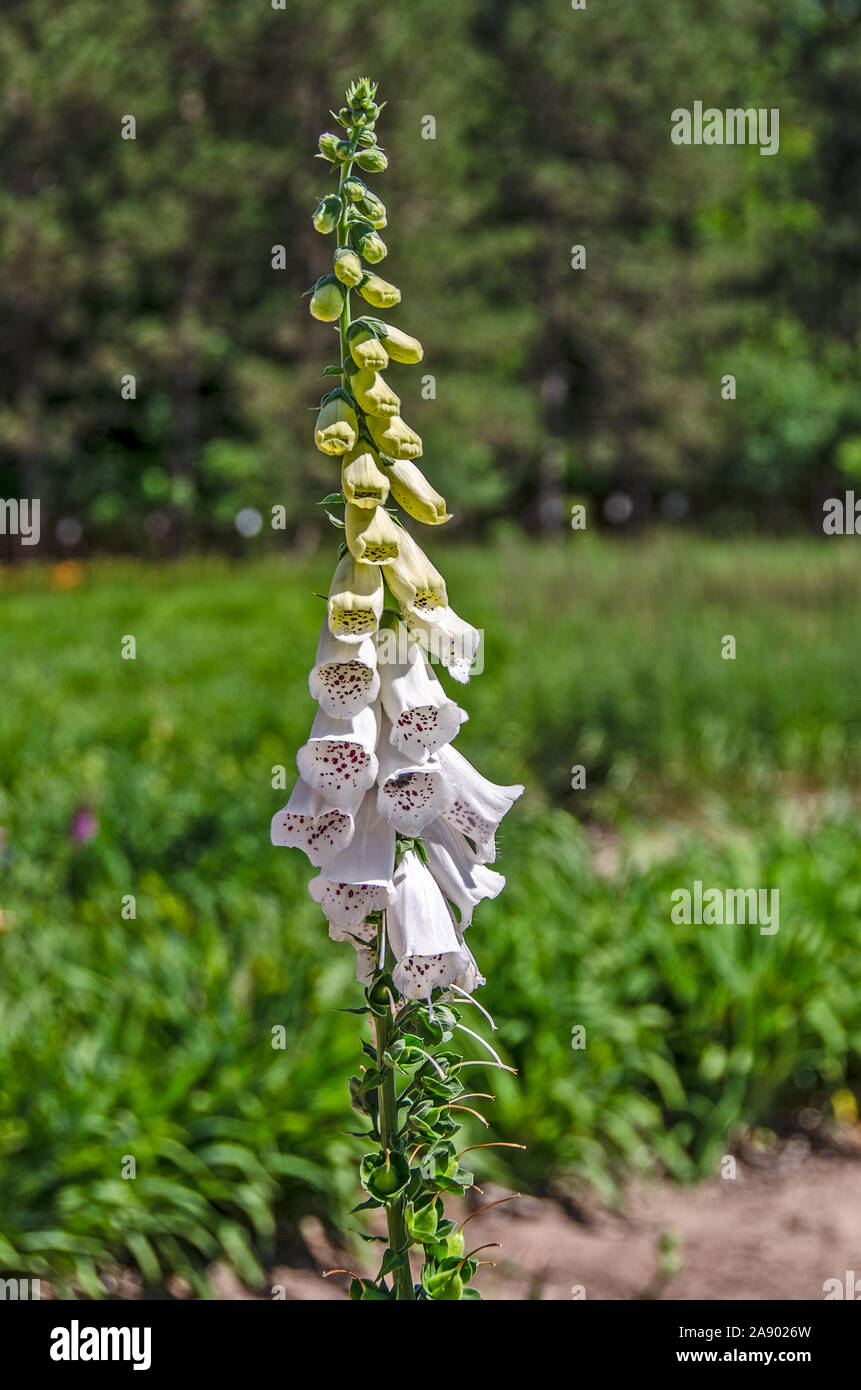 Bell-shaped blossoms of white foxglove with purple spots Stock Photo ...