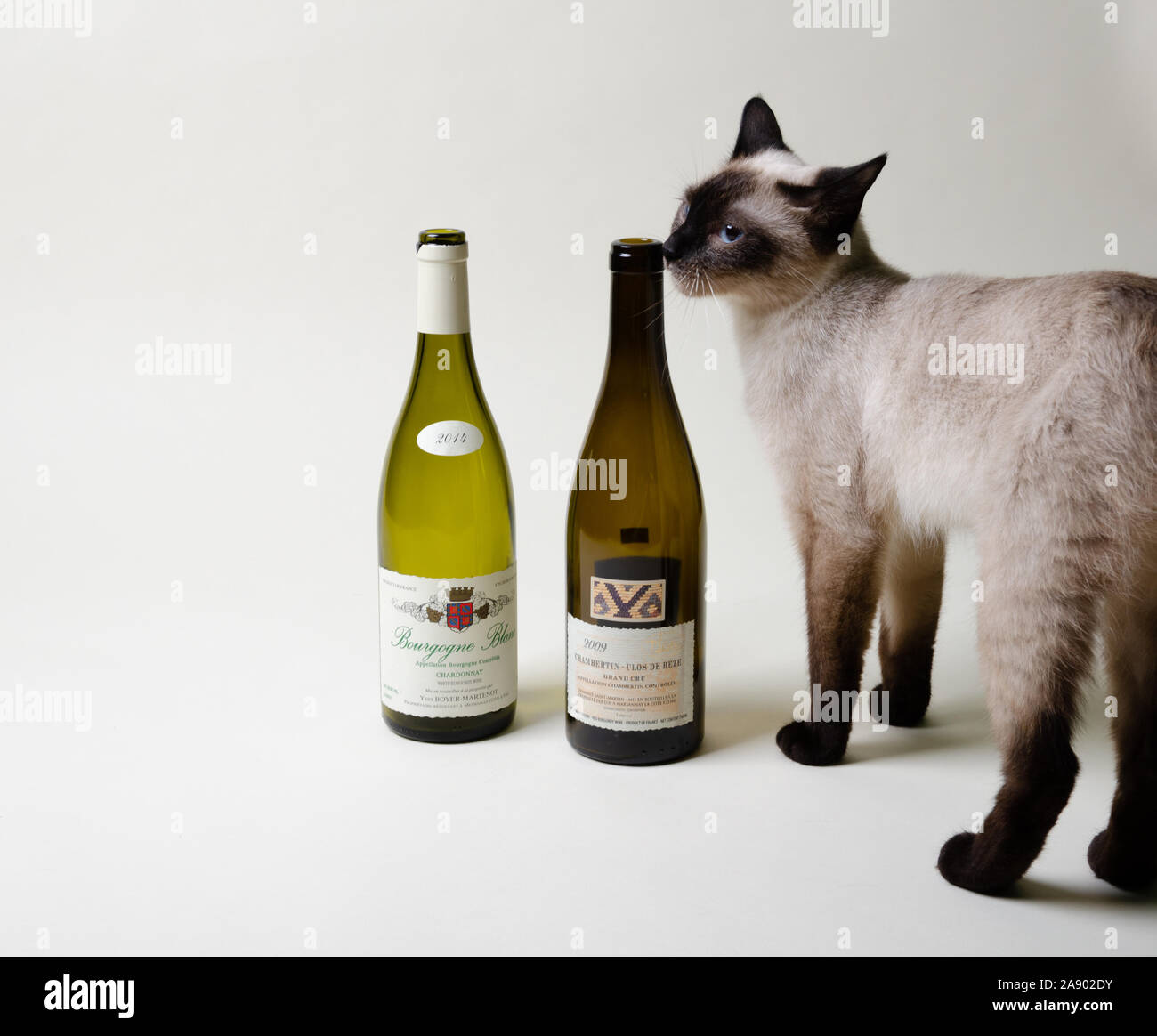 A Siamese cat interacting with two bottles of wine in studio Stock ...