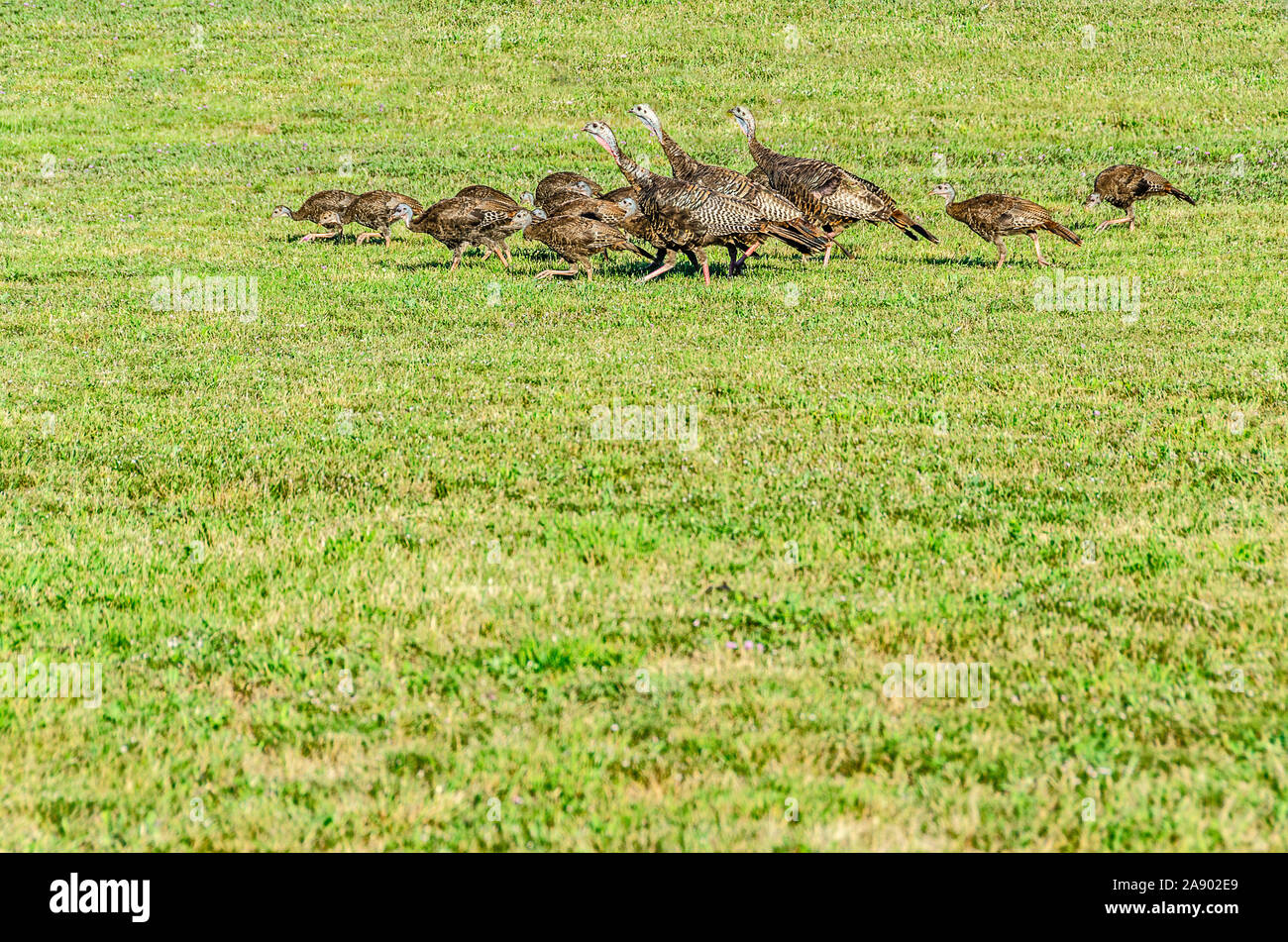 Wild turkeys out for a walk as a group of adults and their young ones ...