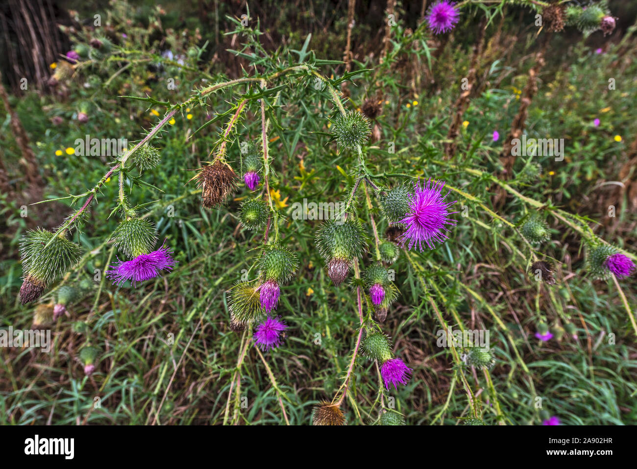 Various stages of thistle with dew drops from a morning fog Stock Photo ...
