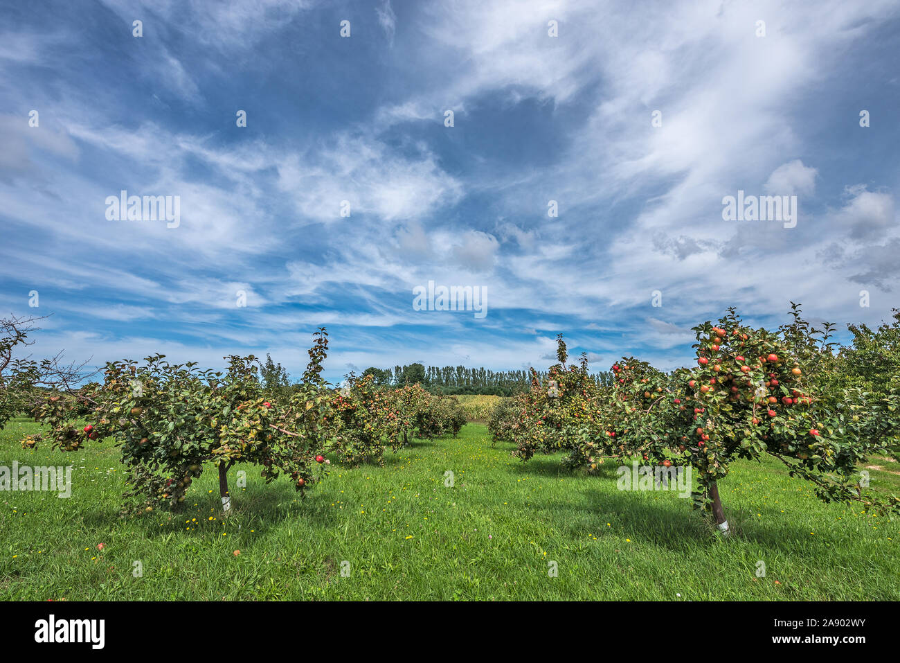 Apple orchard with an amazing blue, aqua, and turquoise sky overhead on ...