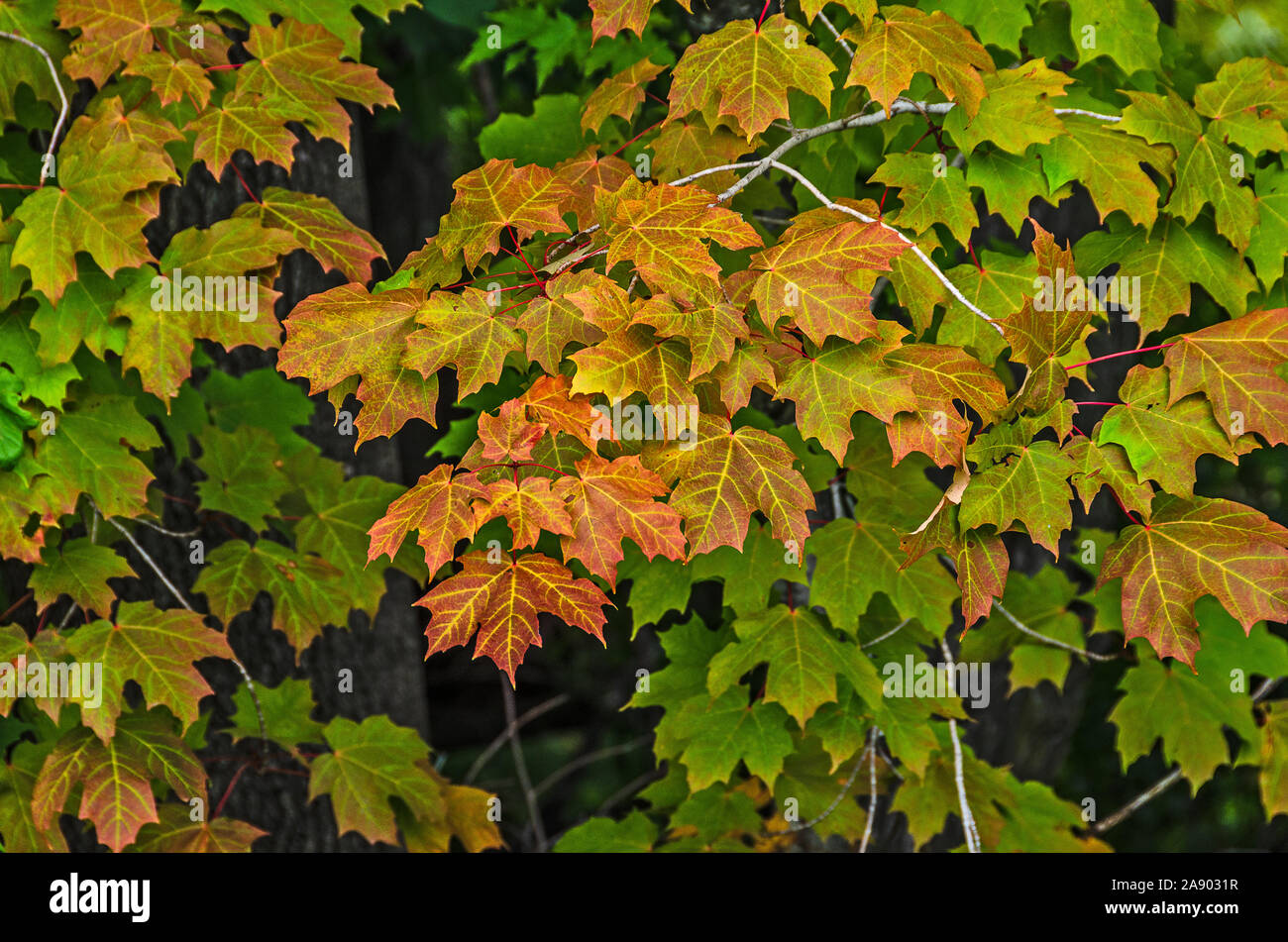 Maple leaves in beginning stages of changing from green to red as ...