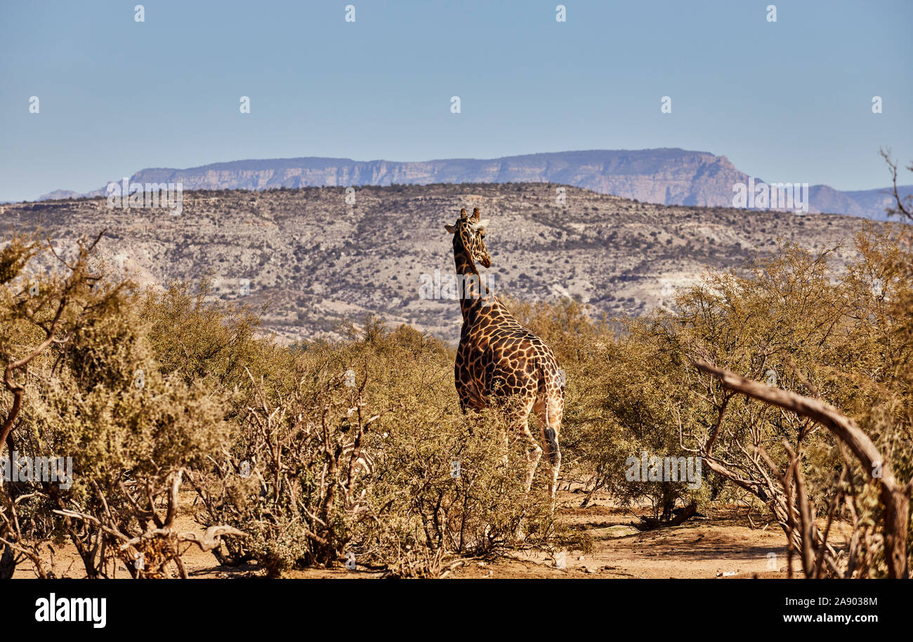 A giraffe in it's natural habitat Stock Photo - Alamy