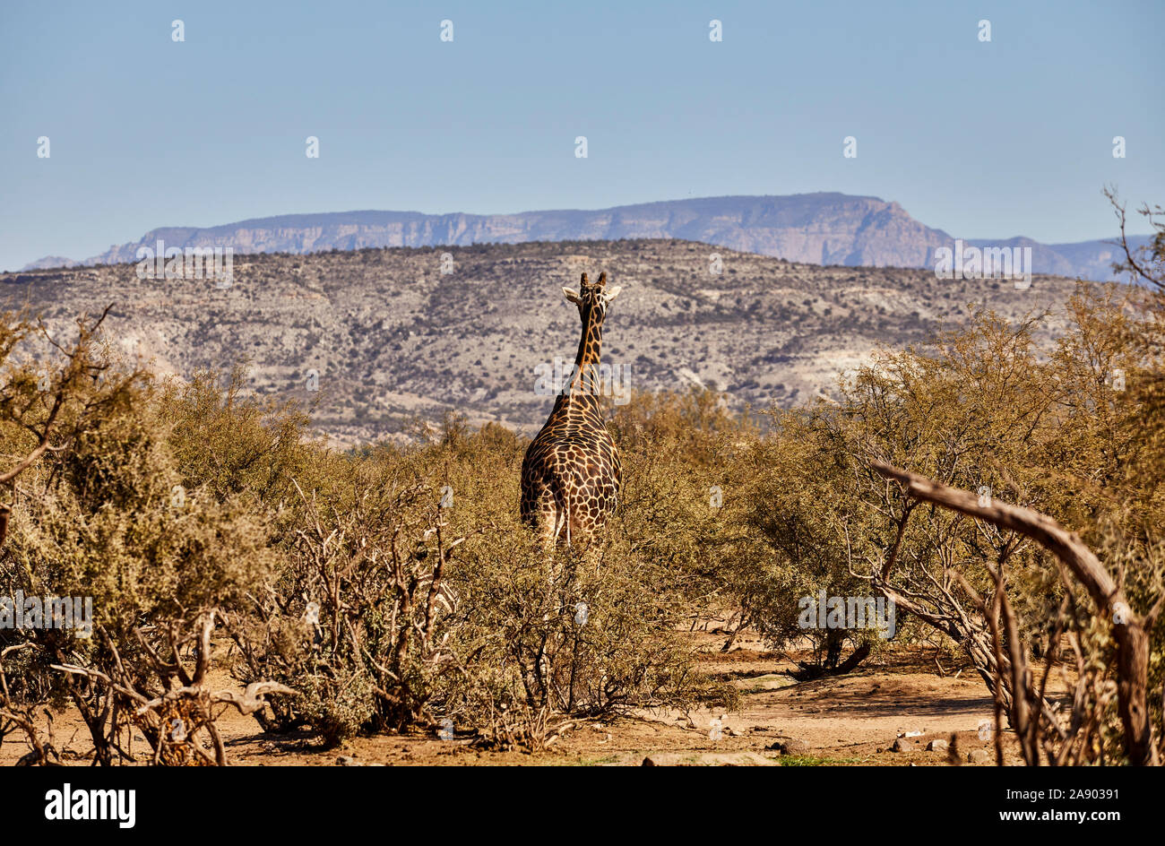 Giraffe hoof hi-res stock photography and images - Alamy