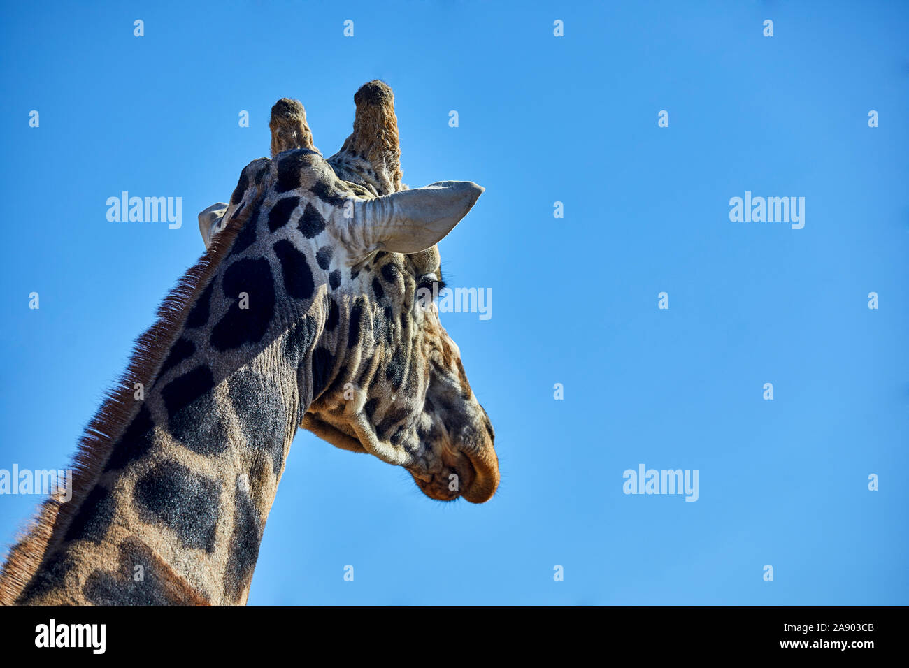 Profile of the side and back of a giraffe's head Stock Photo - Alamy