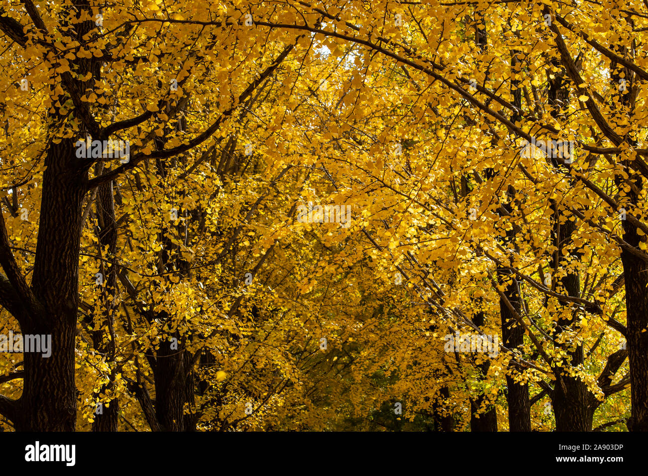 Beautiful trees with their Autumn leaves presenting in stunning vibrant ...