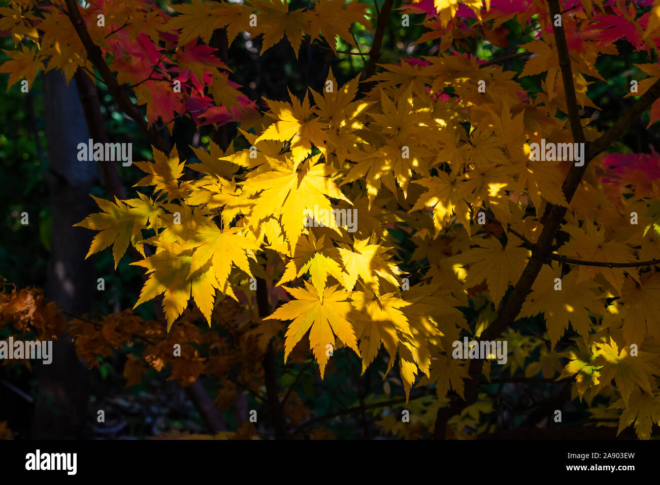 Beautiful trees with their Autumn leaves presenting in stunning vibrant ...