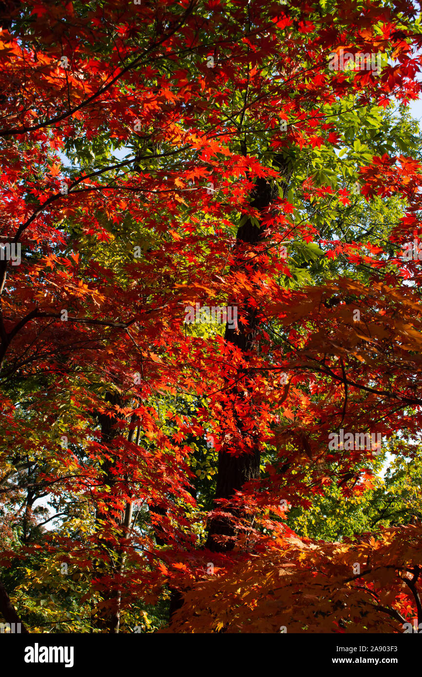 Beautiful trees with their Autumn leaves presenting in stunning vibrant ...