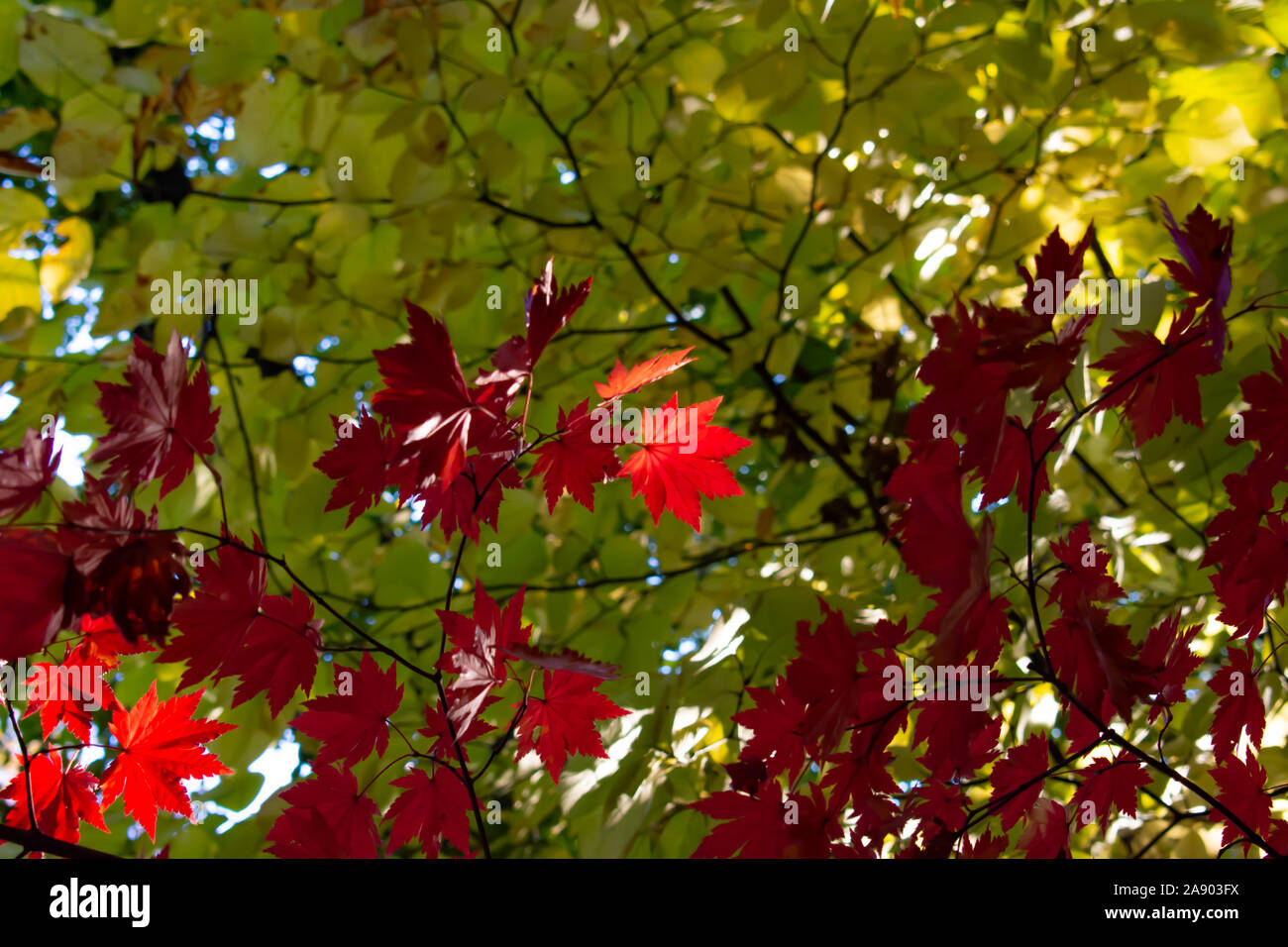Beautiful trees with their Autumn leaves presenting in stunning vibrant ...
