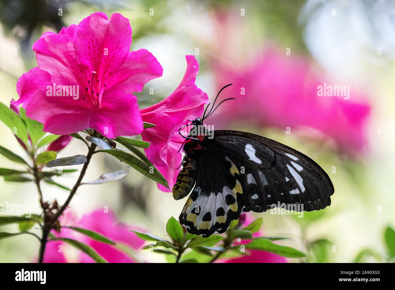 Female Richmond Bird-wing Butterfly taking nectar from flowers Stock ...