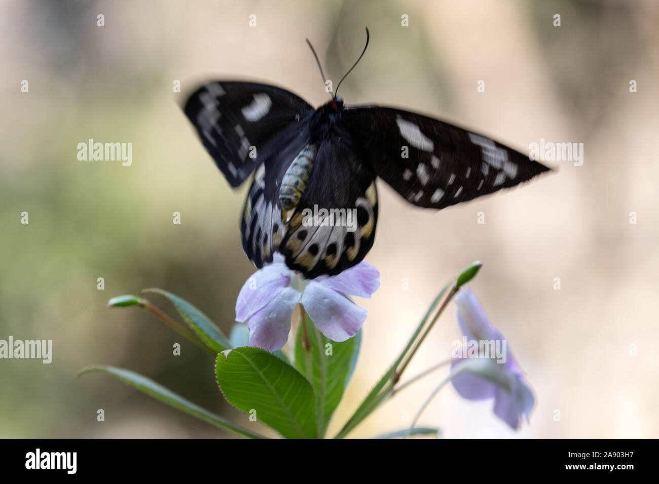 Female Richmond Bird-wing Butterfly taking nectar from flowers Stock ...