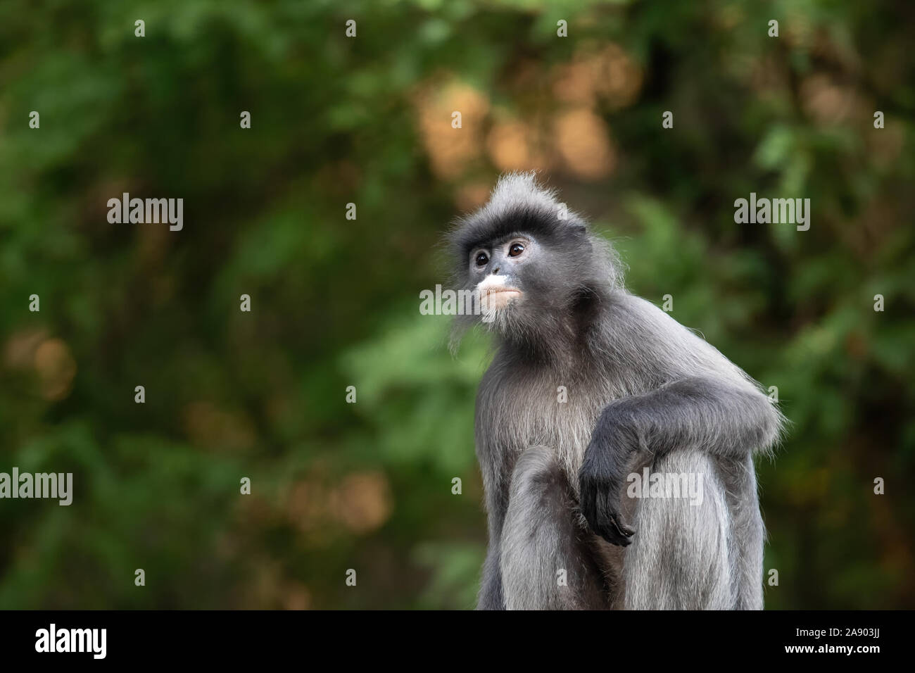 Indochinese grey langur, Trachypithecus crepusculus. Previously ...
