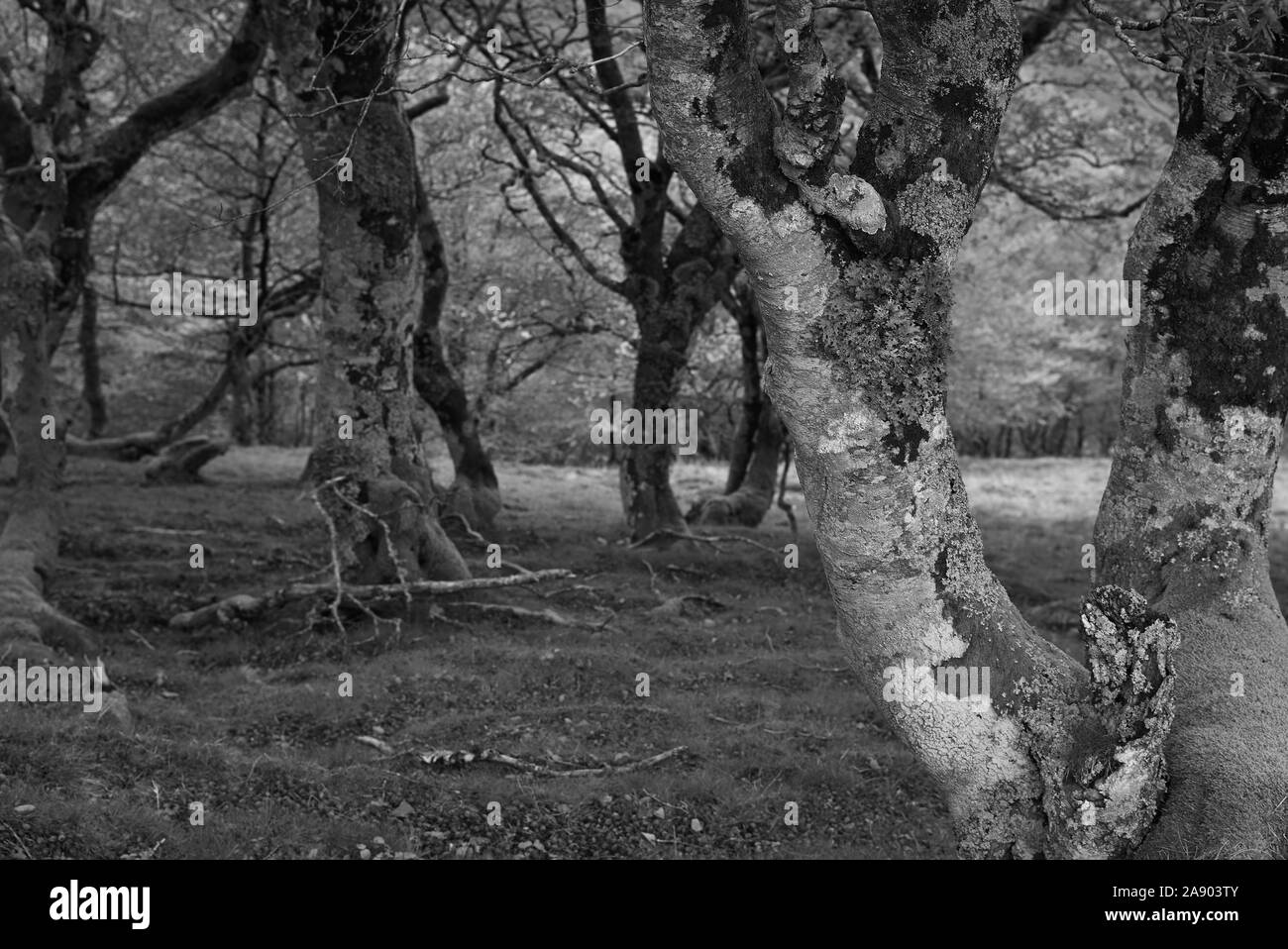 A gnarled forest of beech trees in the French Pyrenees on the Camino de ...