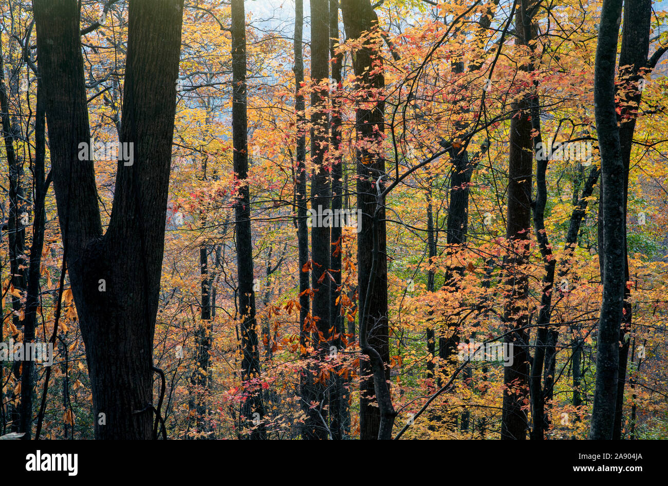 Vibrant fall colors in Pisgah National Forest, Brevard, North Carolina ...