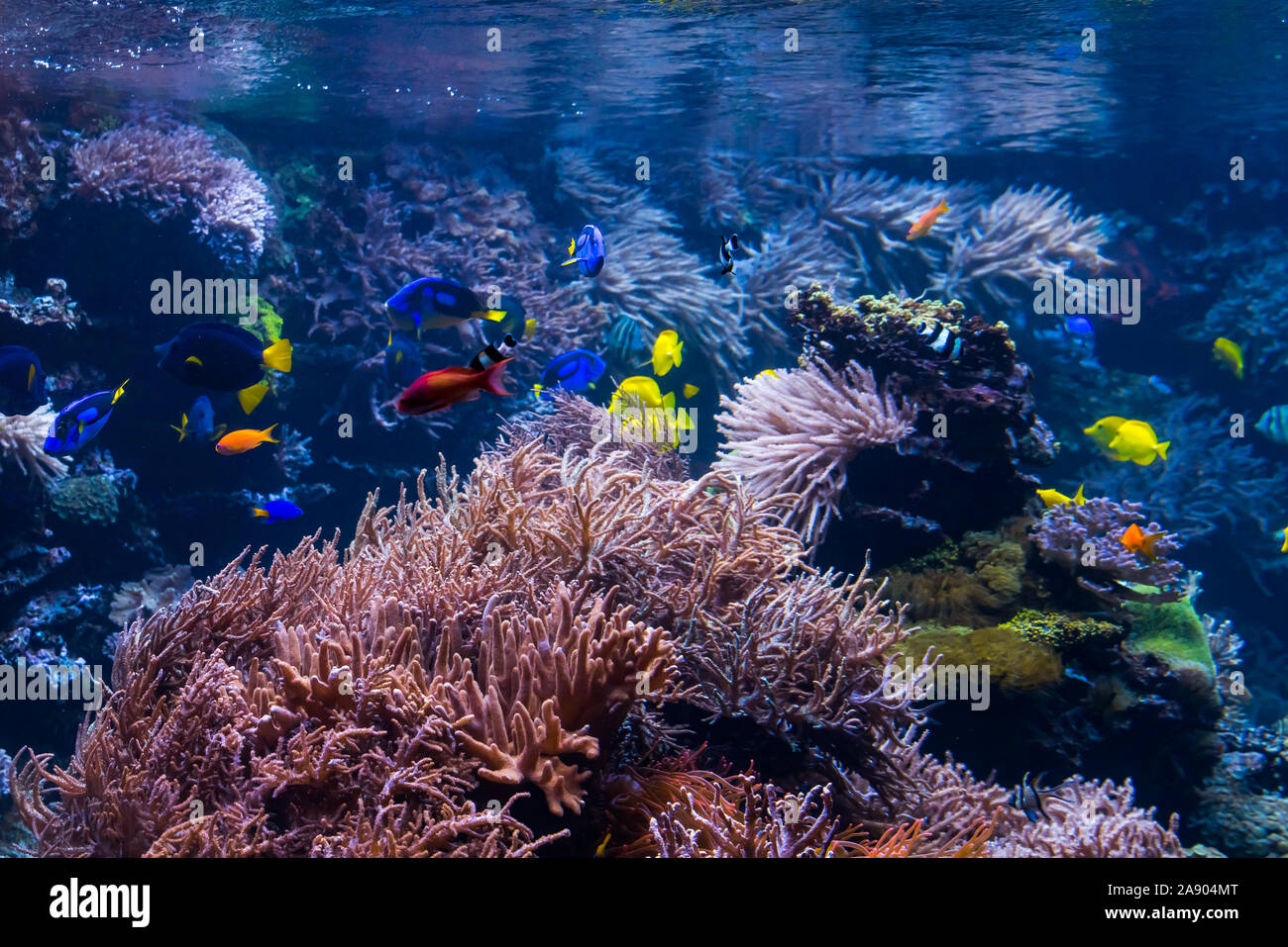 underwater coral reef landscape with colorful fish and marine life ...