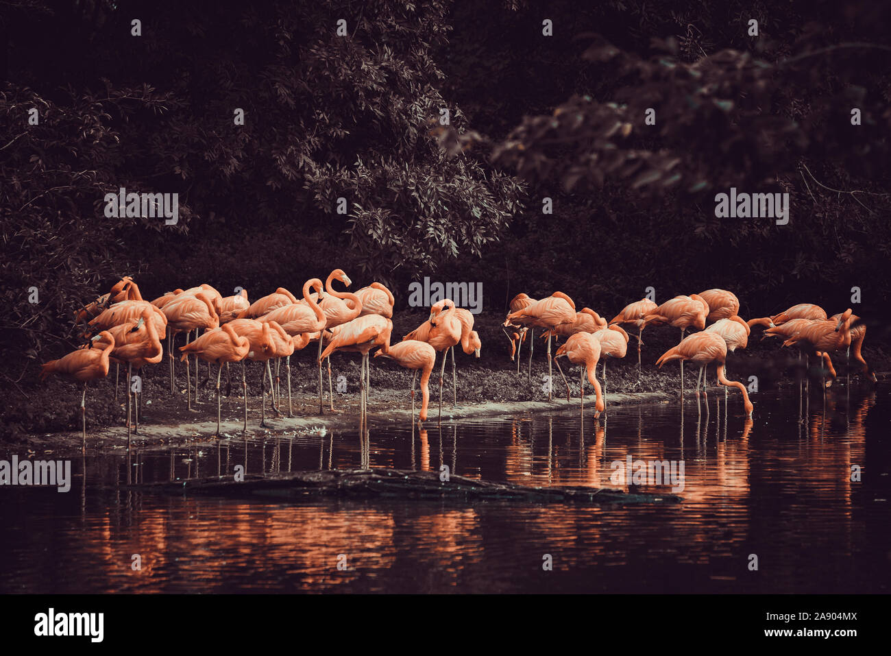 flamingo standing in water with reflection Stock Photo - Alamy