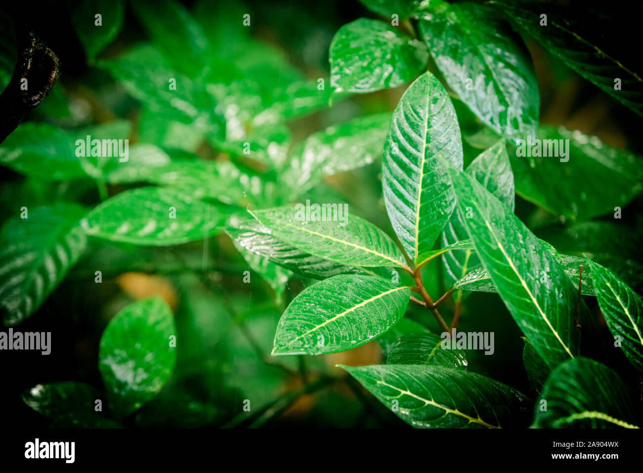 Rainforest with flowers and plants. Green leaves Stock Photo - Alamy
