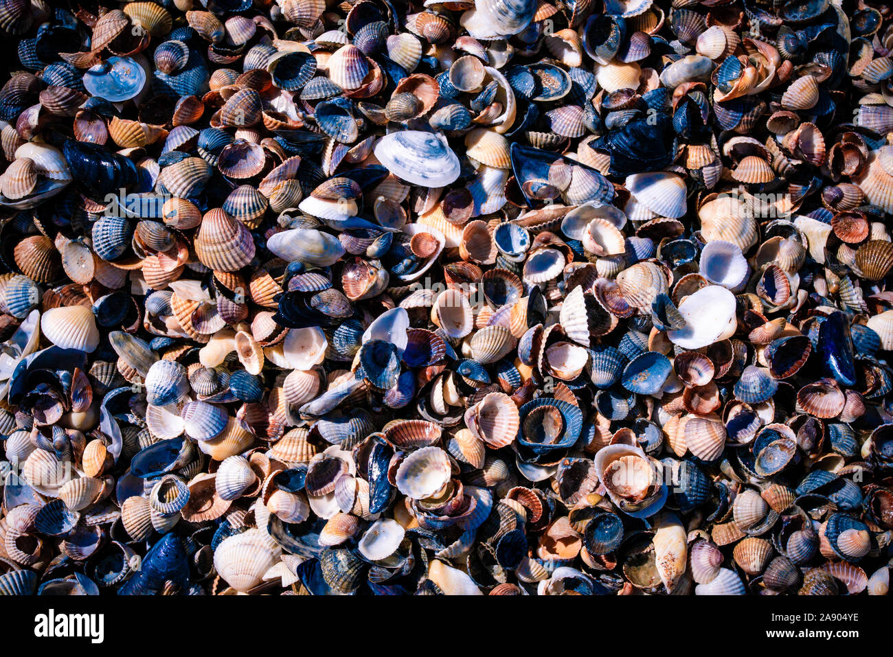 Seashells as background, sea shells collection Stock Photo - Alamy
