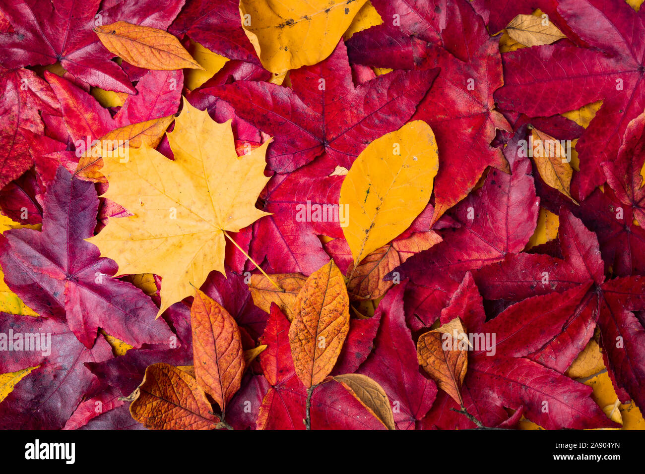 Red and Orange Autumn Leaves Background Stock Photo - Alamy