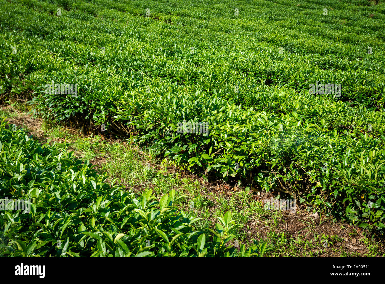 Green tea farm in spring. Tea plantation Stock Photo - Alamy