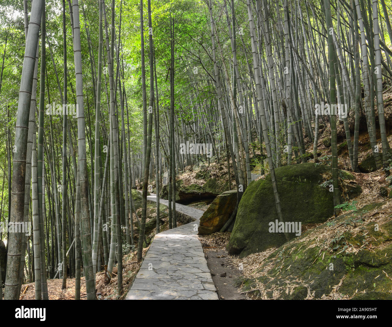 Bamboo grove china chinese hi-res stock photography and images - Alamy
