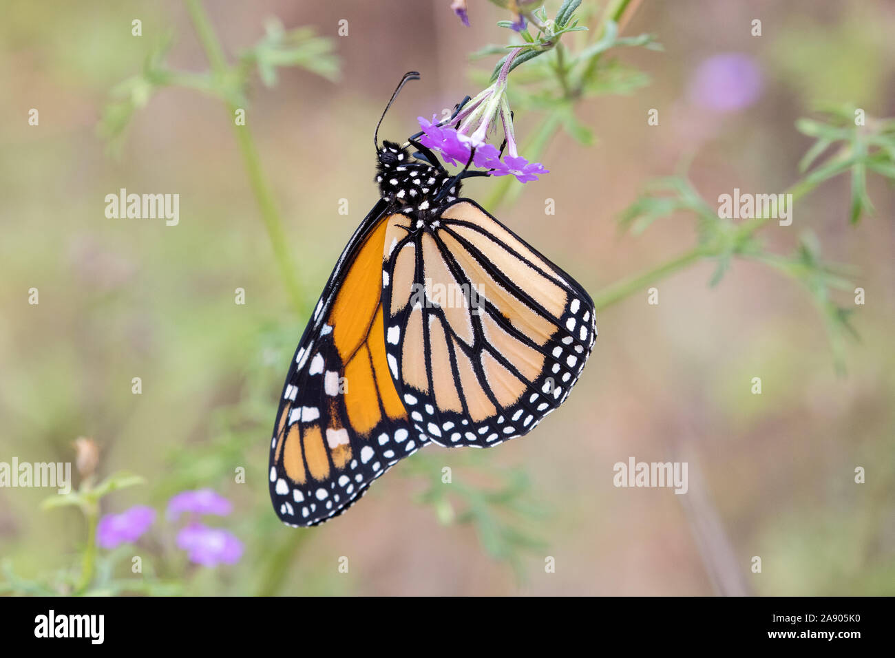 Wanderer Butterfly feeding on flowr nectar Stock Photo - Alamy