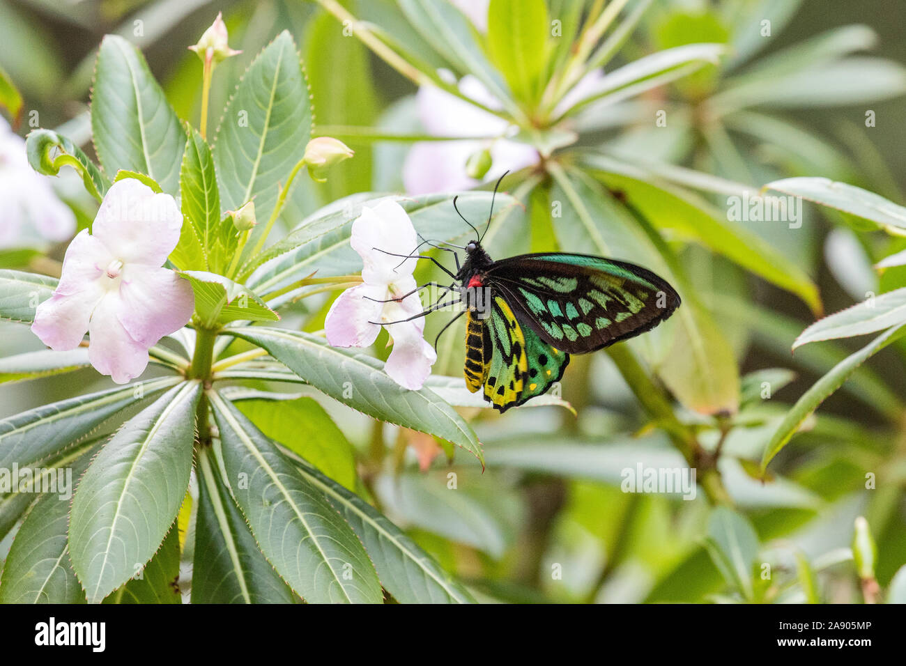 Bird wing butterfly hi-res stock photography and images - Alamy